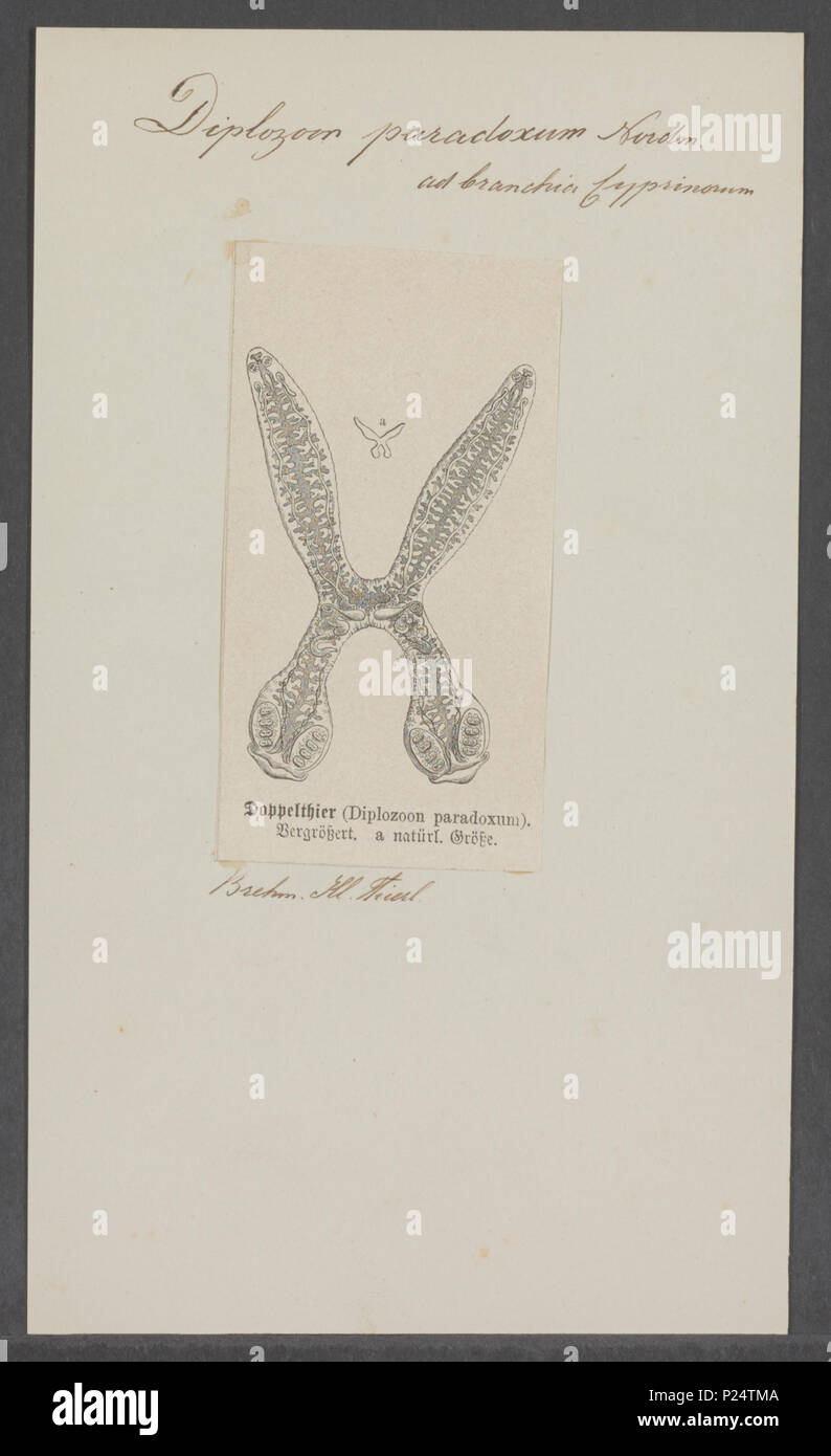 Diplozoon paradoxum hi-res stock photography and images - Alamy