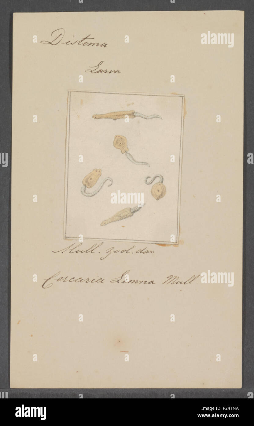 Cercaria hi-res stock photography and images - Alamy