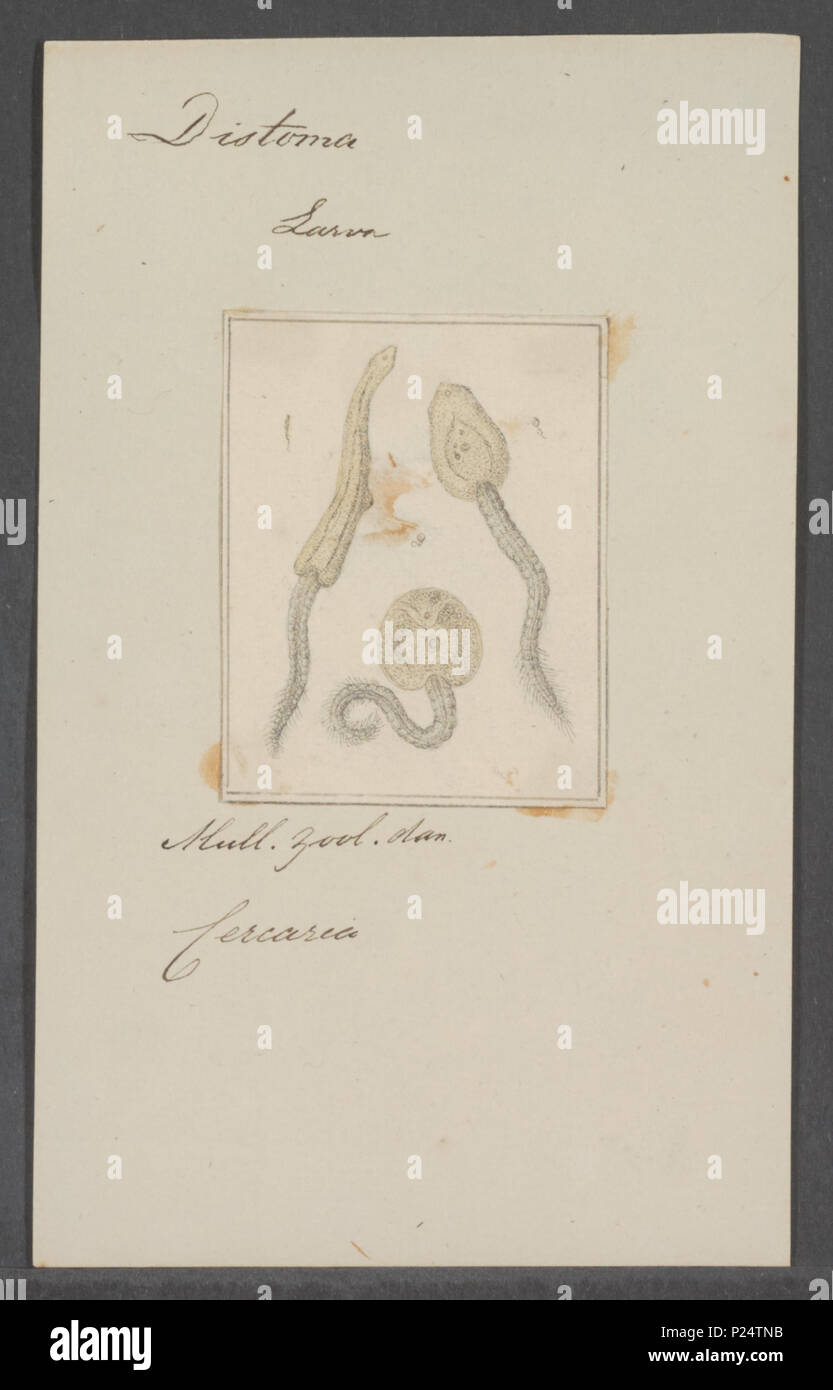 Cercaria hi-res stock photography and images - Alamy