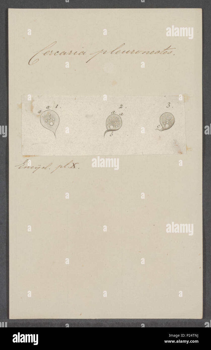 Cercaria hi-res stock photography and images - Alamy