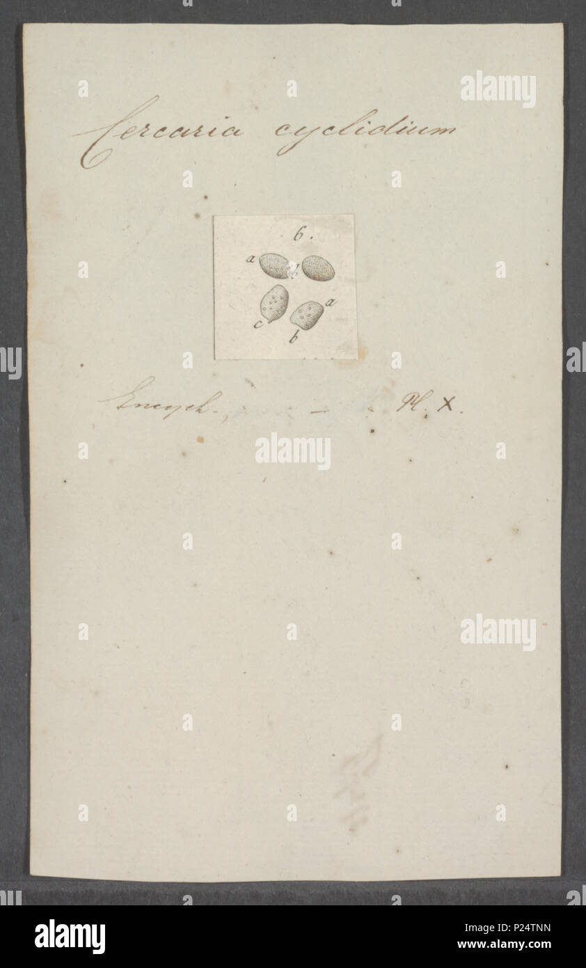 . Cercaria cyclidium 56 Cercaria cyclidium - - Print - Iconographia ...