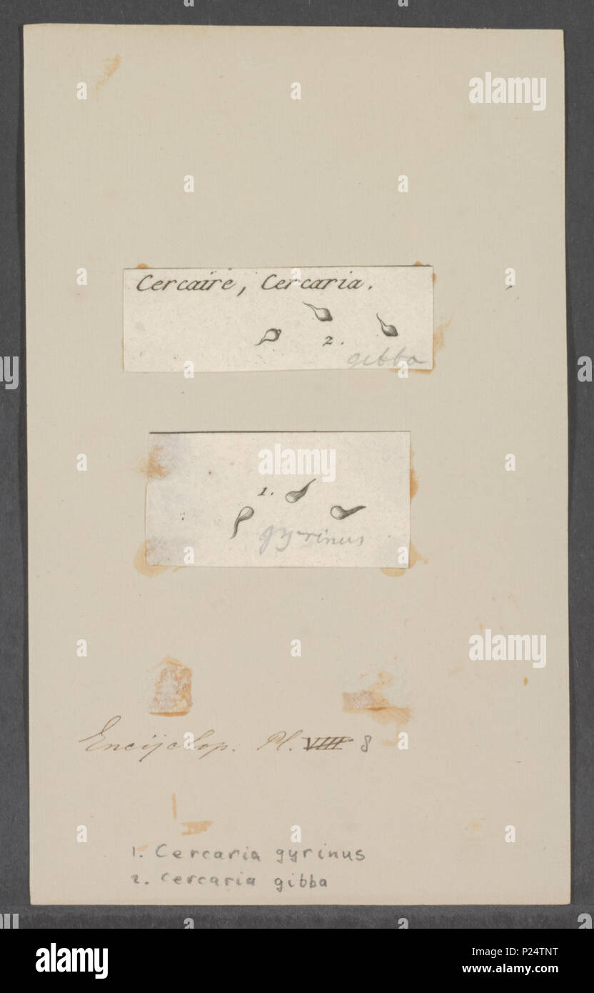 . Cercaria gibba 56 Cercaria gibba - - Print - Iconographia Zoologica ...