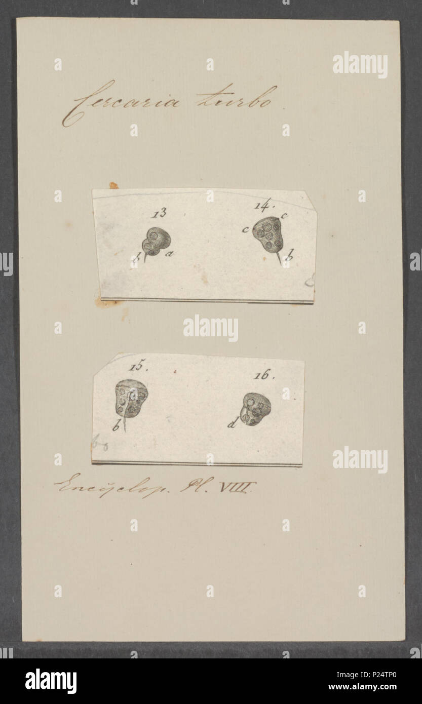 Cercaria hi-res stock photography and images - Alamy