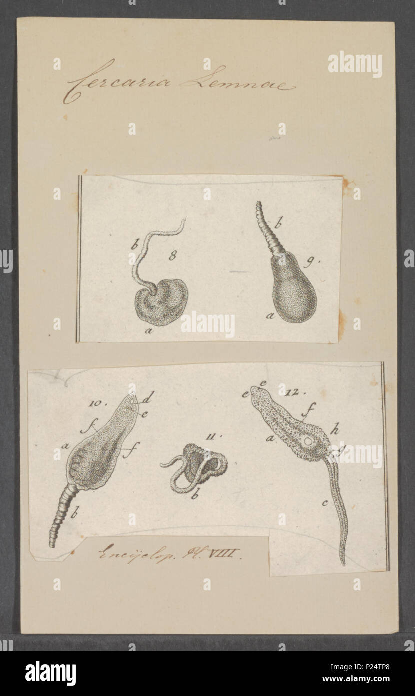 Cercaria hi-res stock photography and images - Alamy