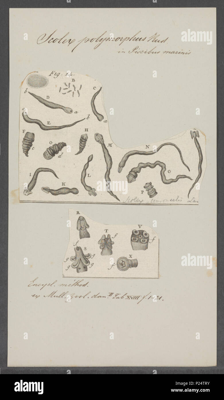 Scolex hi-res stock photography and images - Alamy