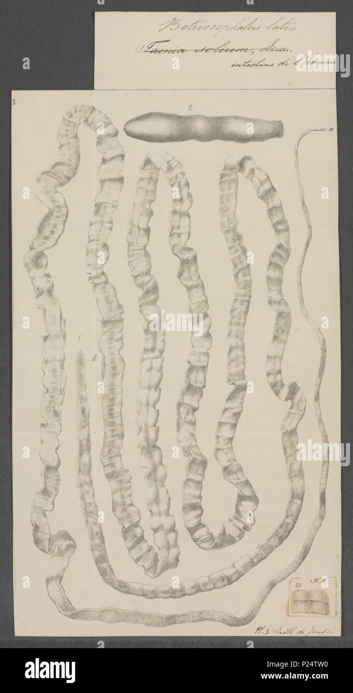 Bothriocephalus latus hi-res stock photography and images - Alamy