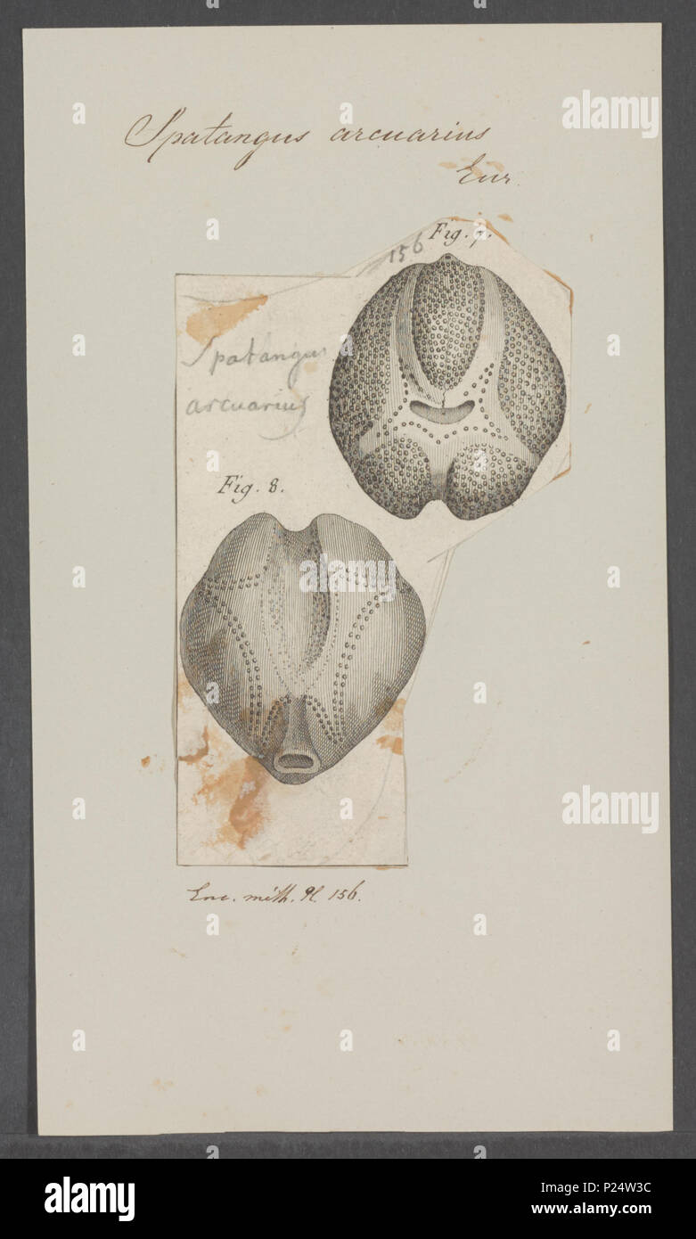 Spatangus arcuarius hi-res stock photography and images - Alamy