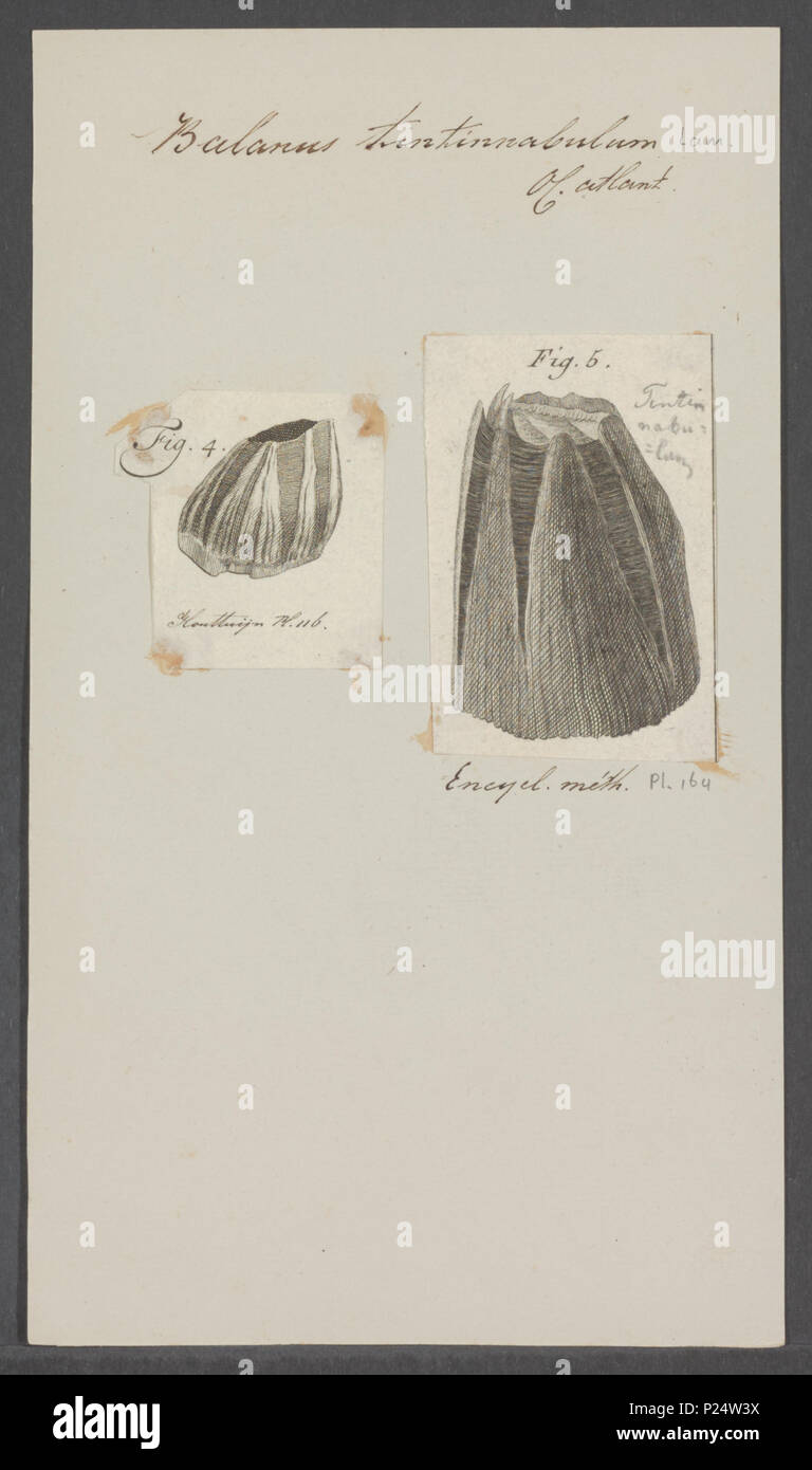 Balanus tintinnabulum hi-res stock photography and images - Alamy