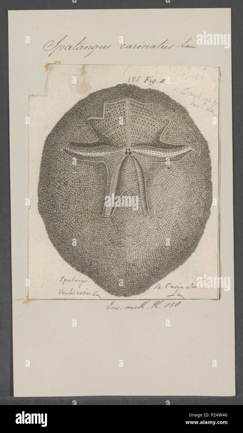 Spatangus carinatus hi-res stock photography and images - Alamy