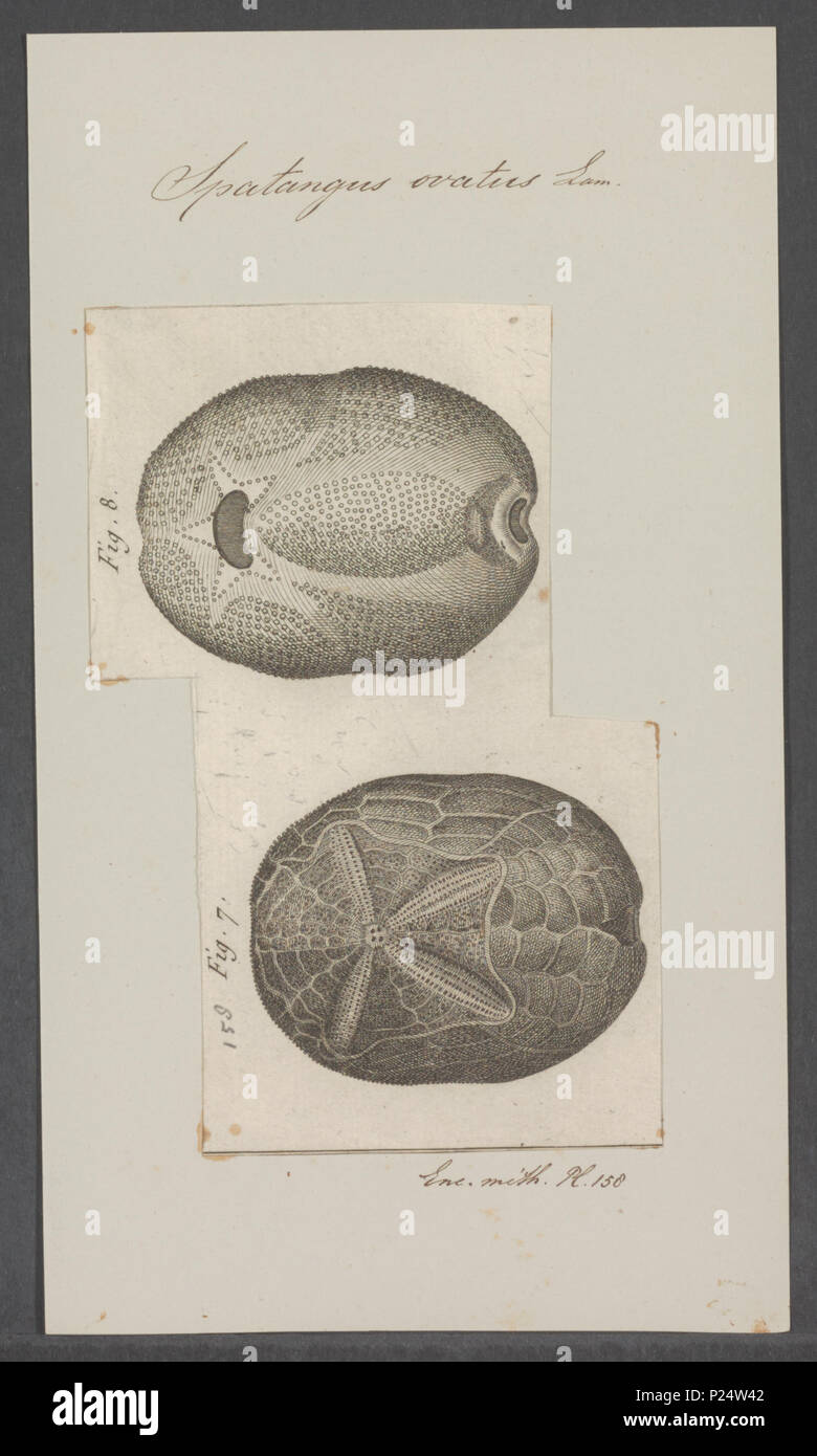 Spatangus ovatus hi-res stock photography and images - Alamy