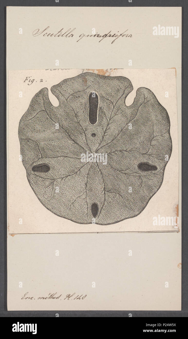 Scutella quadrifora hi-res stock photography and images - Alamy