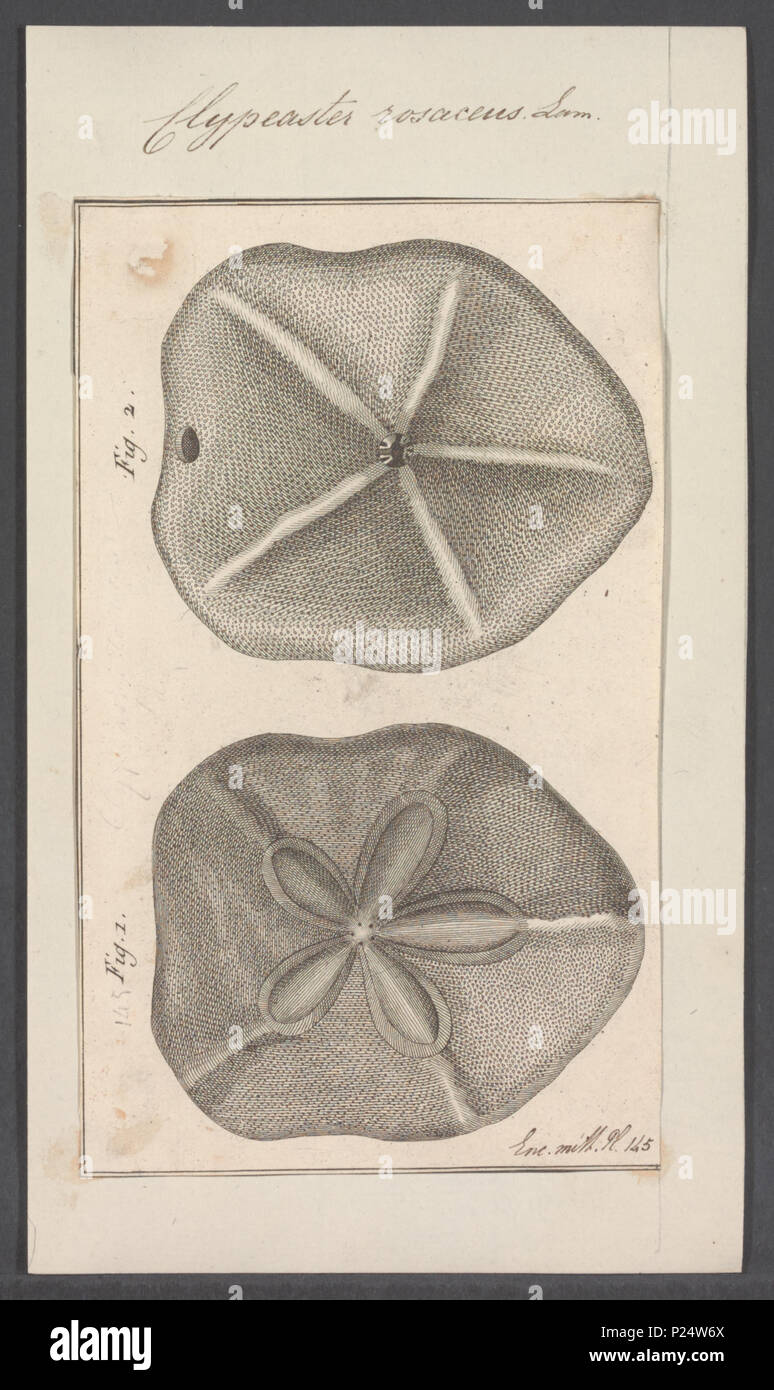 . Clypeaster rosaceus 63 Clypeaster rosaceus - - Print - Iconographia ...