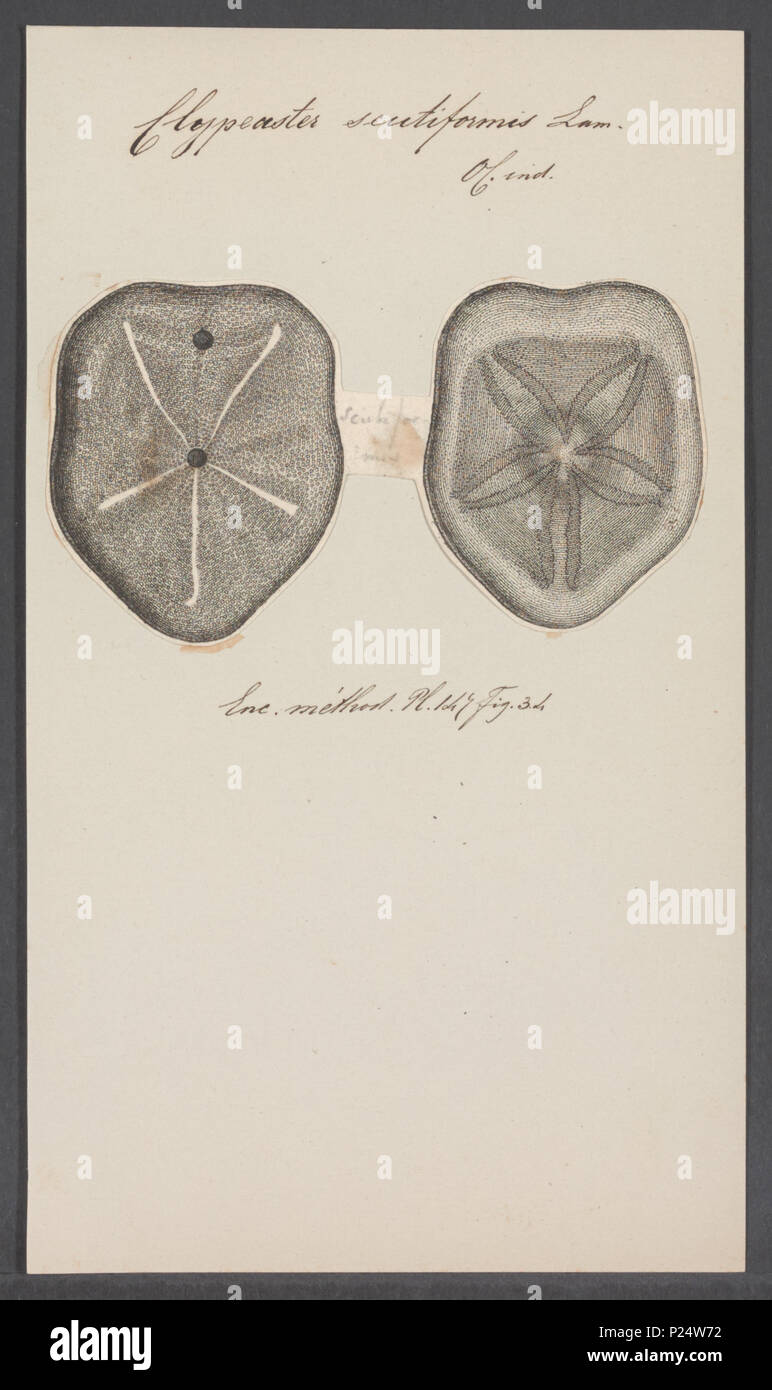 Clypeaster hi-res stock photography and images - Alamy