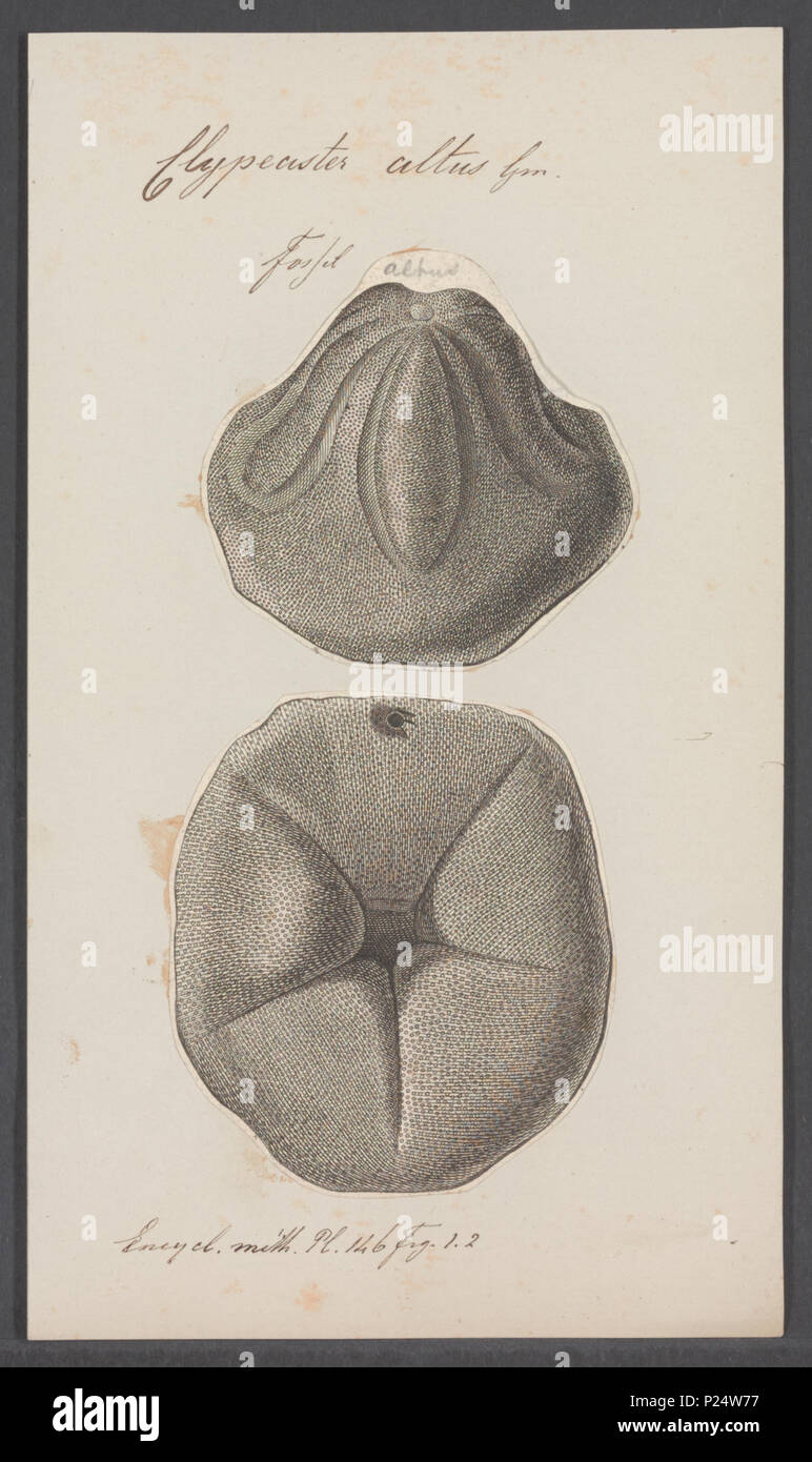 Clypeaster altus hi-res stock photography and images - Alamy