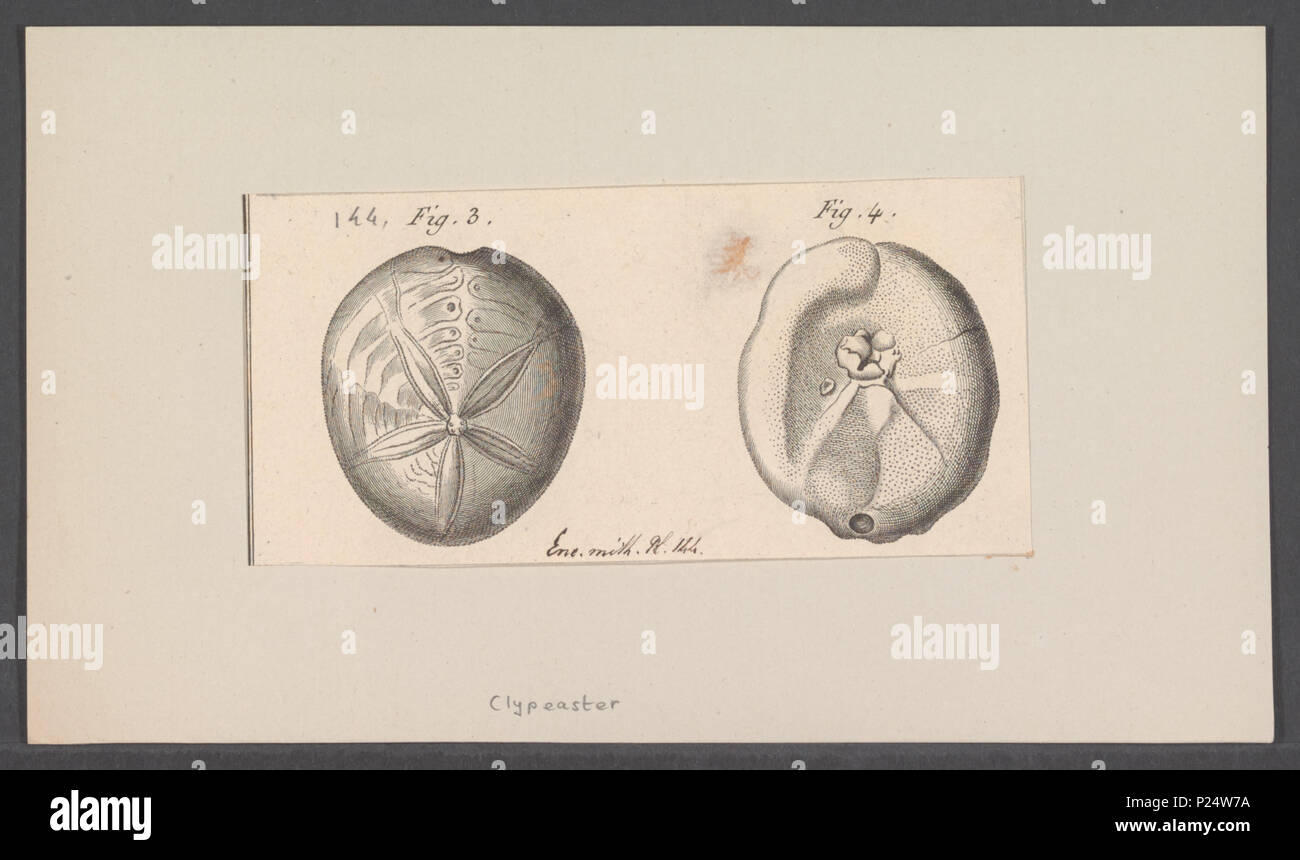 Clypeaster hi-res stock photography and images - Alamy