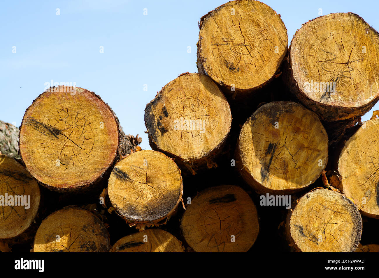 sawn timber of roundwood Stock Photo - Alamy