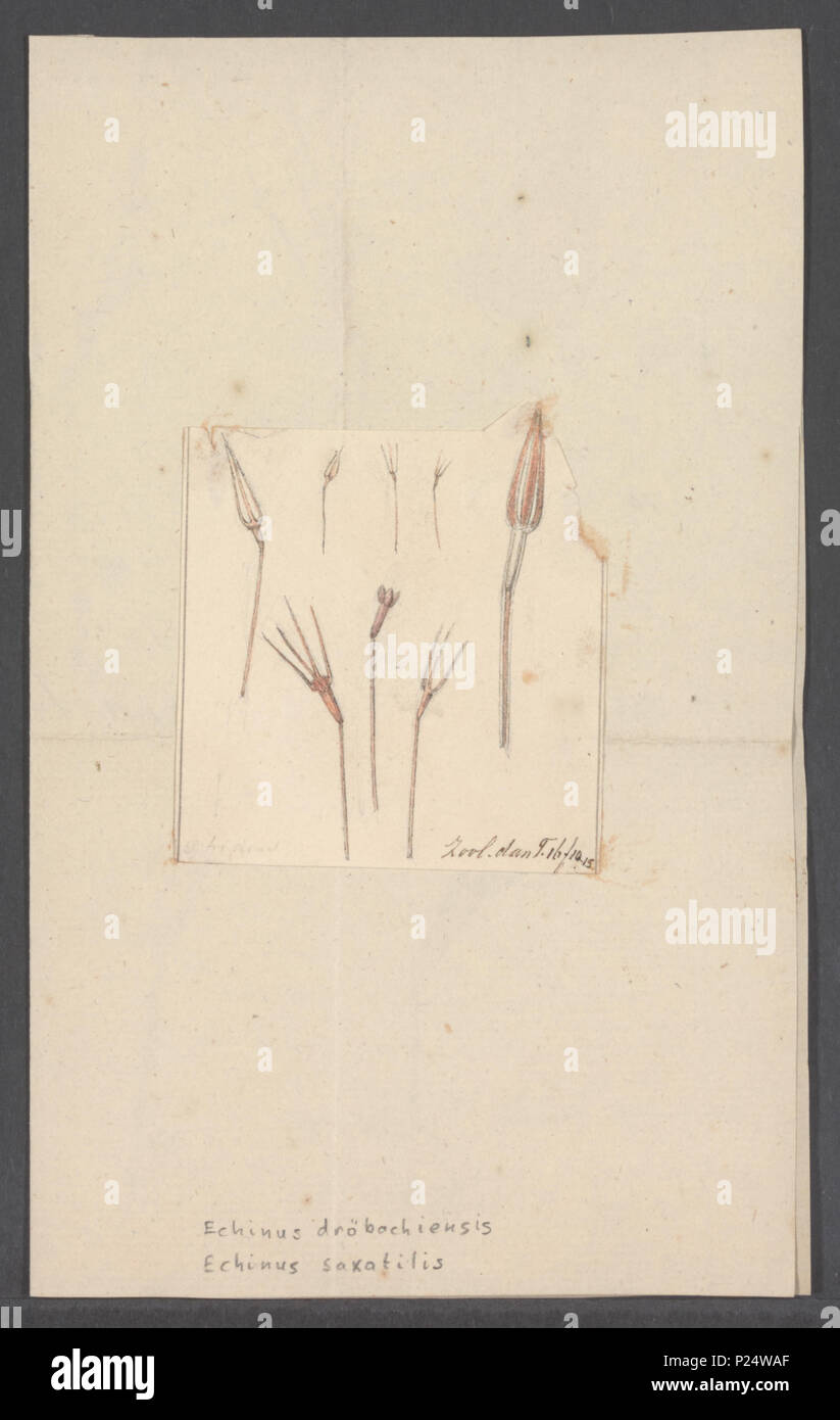 Pedicellaria hi-res stock photography and images - Alamy