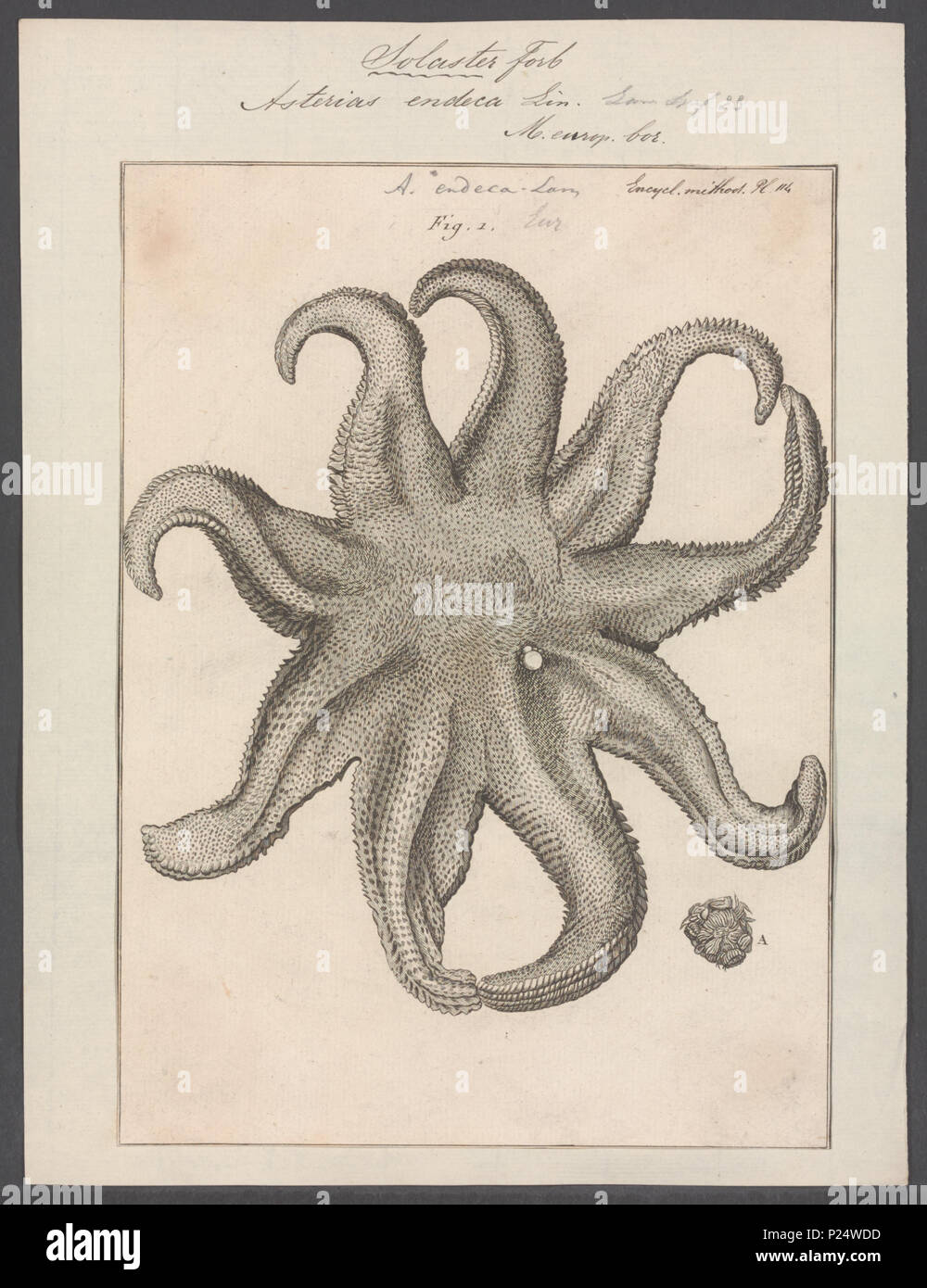 . Solaster endeca syn. Asterias endeca 23 Asterias endeca - - Print ...