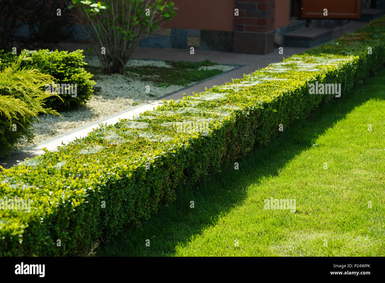 green linear-cut bushes in landscape design Stock Photo - Alamy