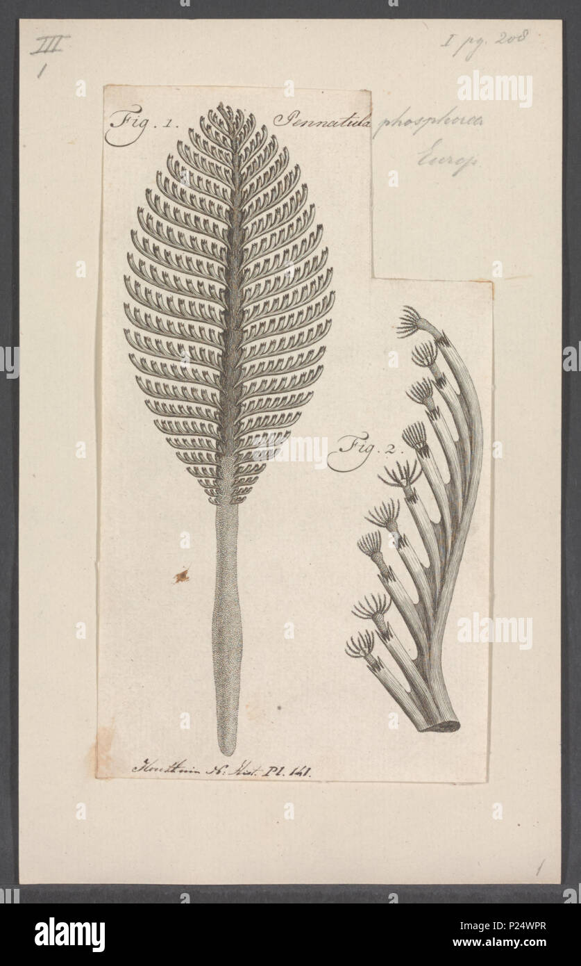 Pennatula phosphorea hi-res stock photography and images - Alamy