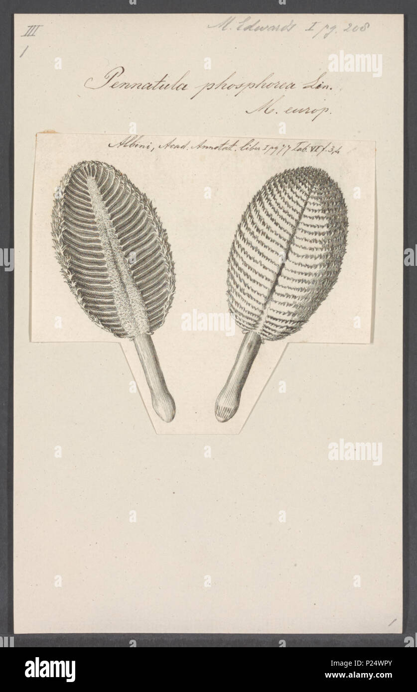 Pennatula hi-res stock photography and images - Alamy