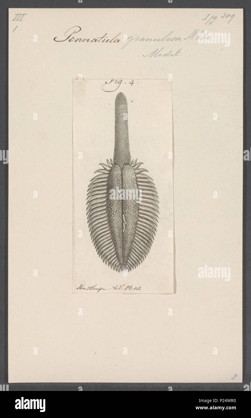 Pennatula granulosa hi-res stock photography and images - Alamy