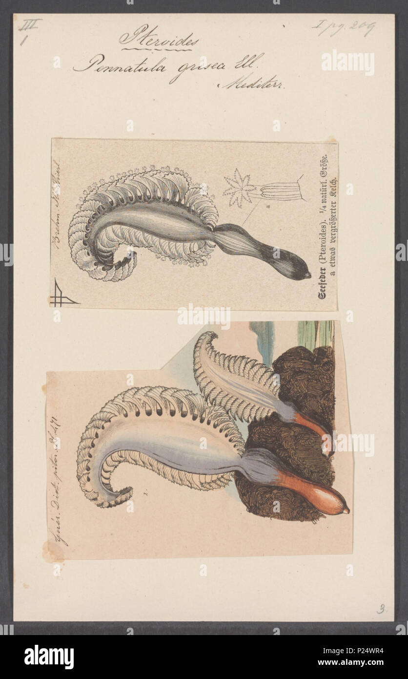 Pennatula hi-res stock photography and images - Alamy