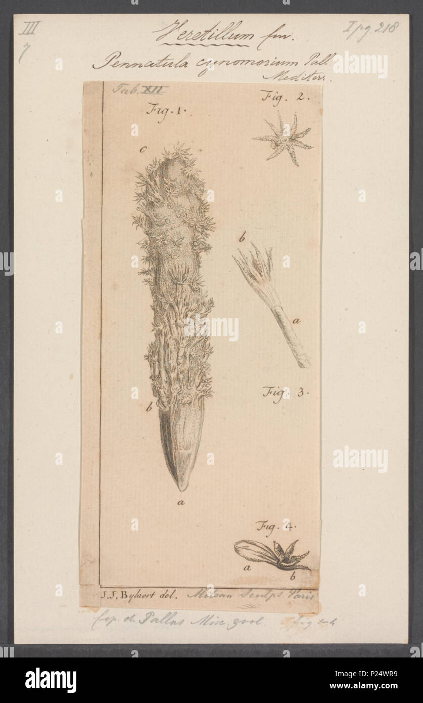 Pennatula hi-res stock photography and images - Alamy