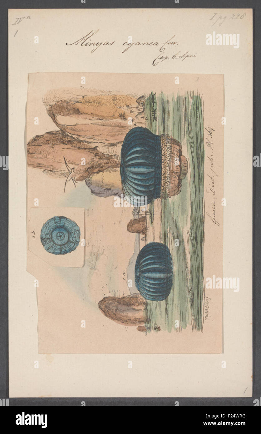 Minyas cyanea hi-res stock photography and images - Alamy