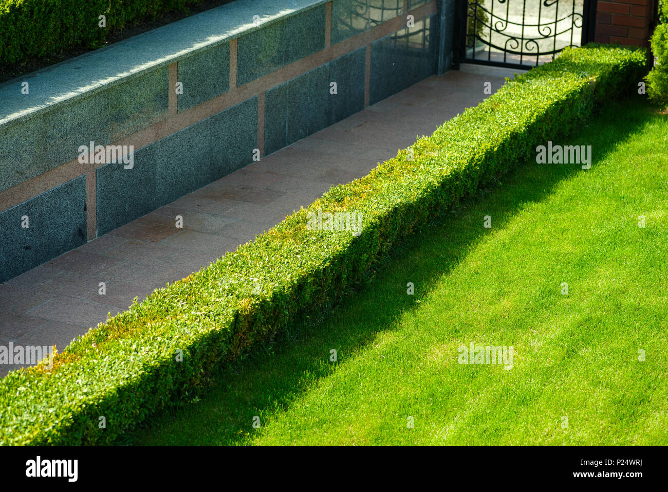 green linear-cut bushes in landscape design Stock Photo - Alamy