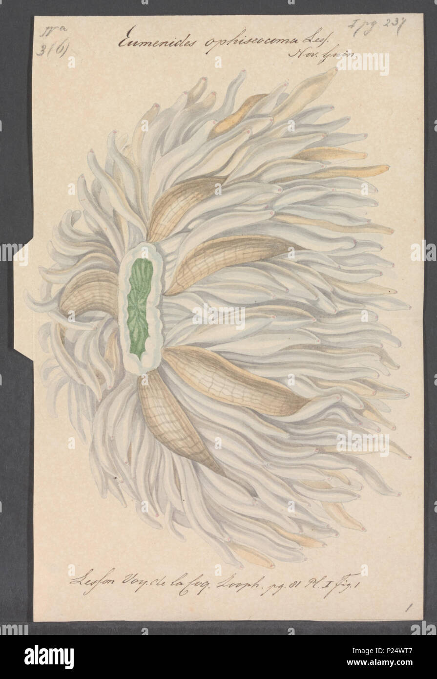 Eumenides hi-res stock photography and images - Alamy