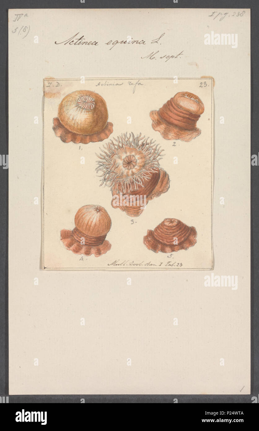 . Actinia equina (Linnaeus, 1758) 6 Actinia equina - - Print ...