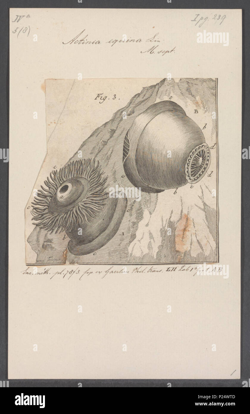 . Actinia equina (Linnaeus, 1758) 6 Actinia equina - - Print ...