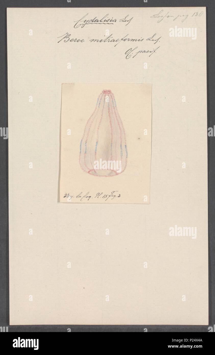 Beroe mitraeformis hi-res stock photography and images - Alamy