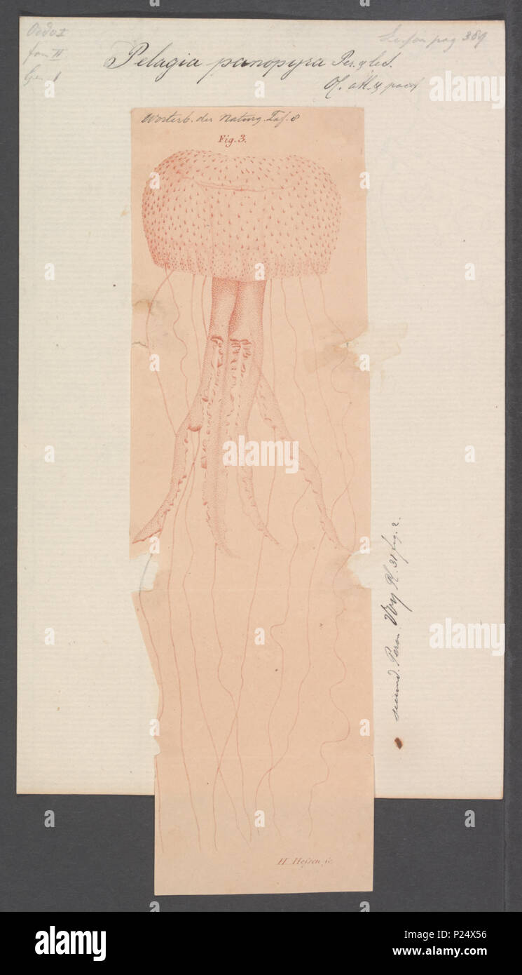 Pelagia panopyra hi-res stock photography and images - Alamy