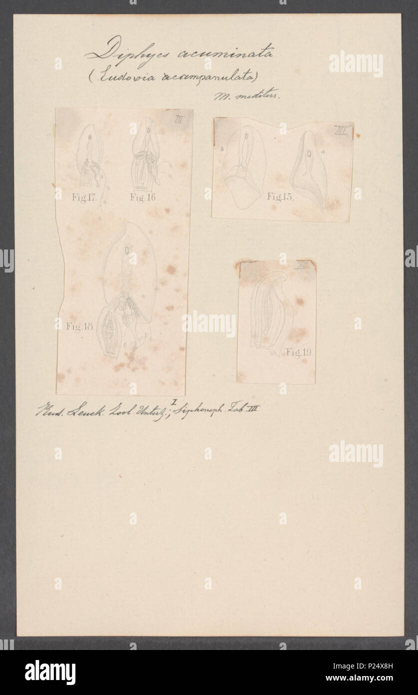 Chelophyes appendiculata hi-res stock photography and images - Alamy