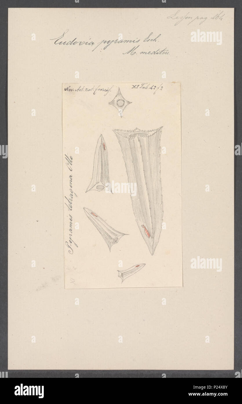 . Eudoxia pyramis 120 Eudoxia pyramis - - Print - Iconographia ...