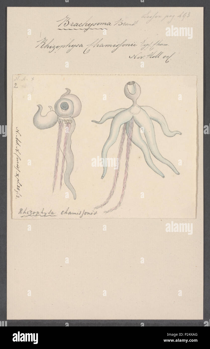 Rhizophysa hi-res stock photography and images - Alamy