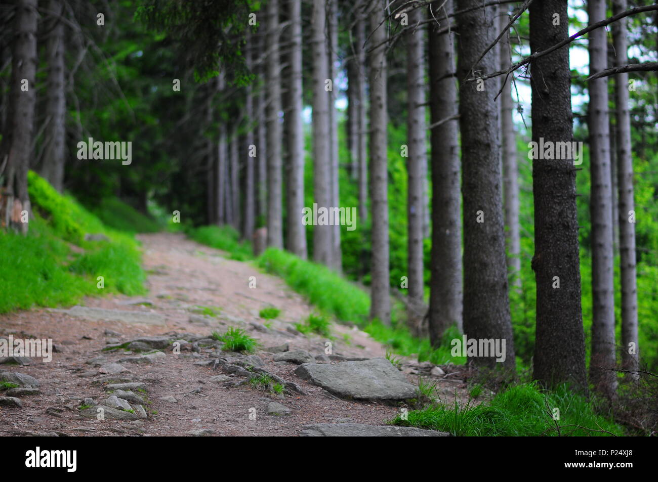 Forest mountain path in spring. Sudety Mountains, Śnieznik Landscape ...