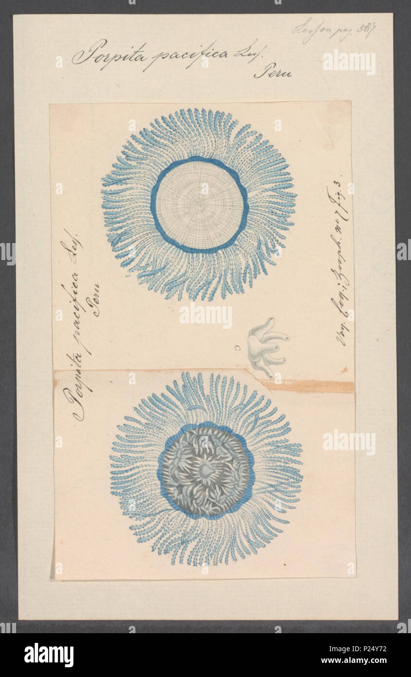 Porpita hi-res stock photography and images - Alamy