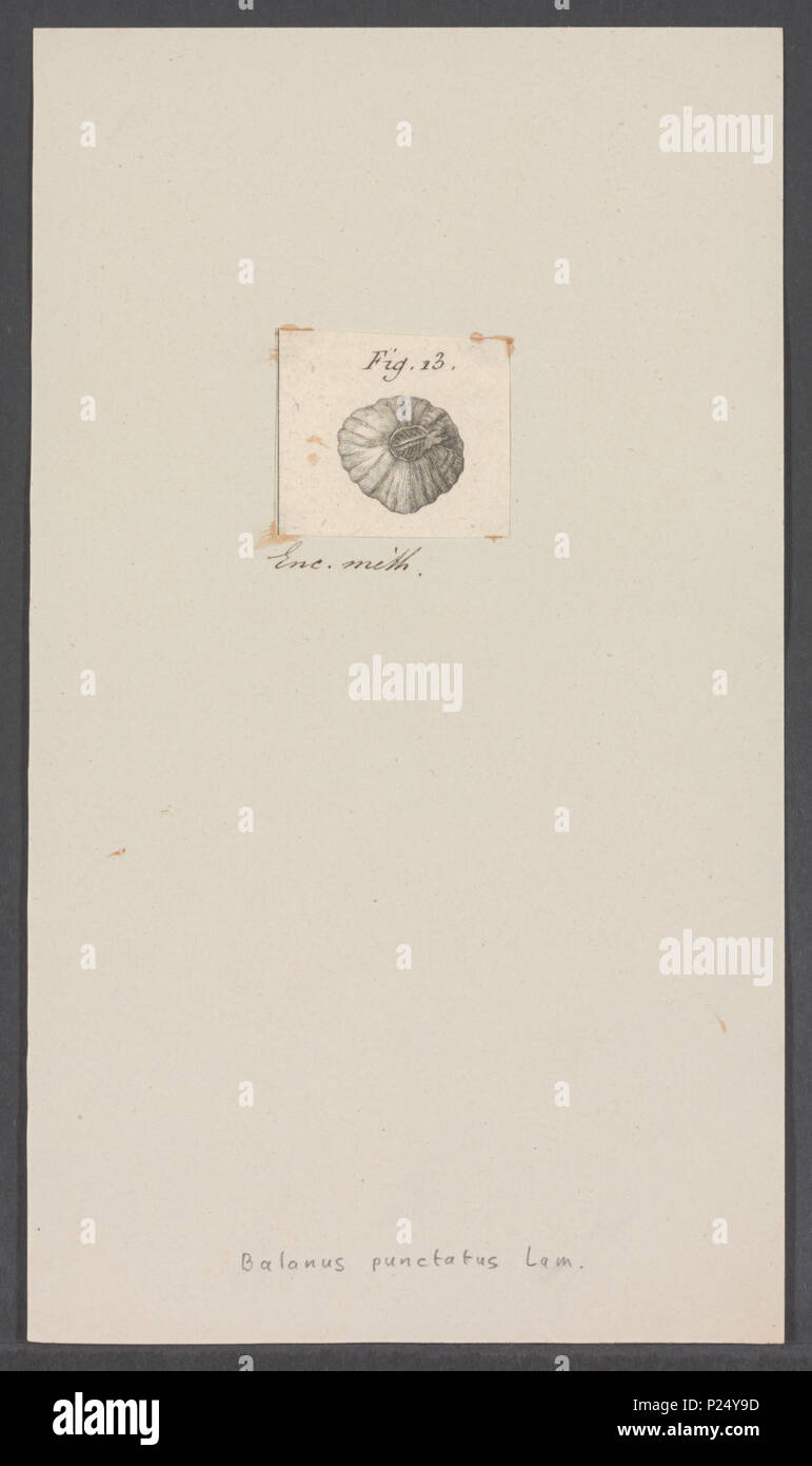 . Balanus punctatus 26 Balanus punctatus - - Print - Iconographia ...