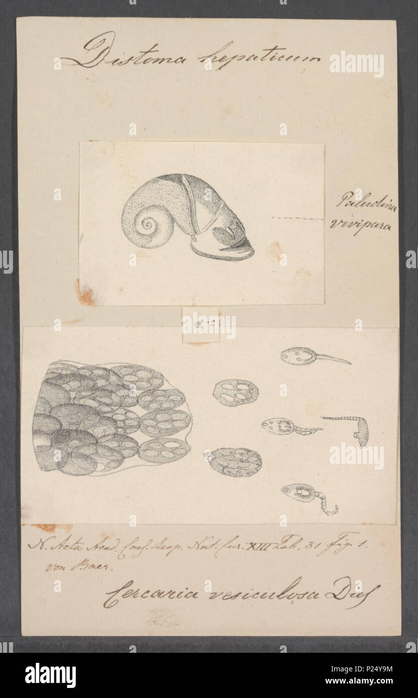 Distoma hepaticum hi-res stock photography and images - Alamy