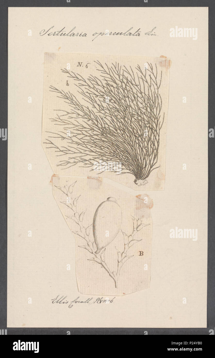 Sertularia operculata hi-res stock photography and images - Alamy