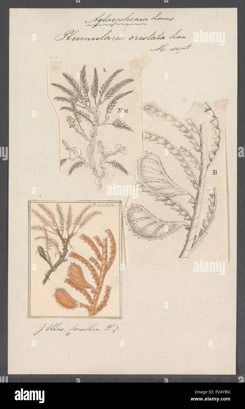 Plumularia cristata hi-res stock photography and images - Alamy