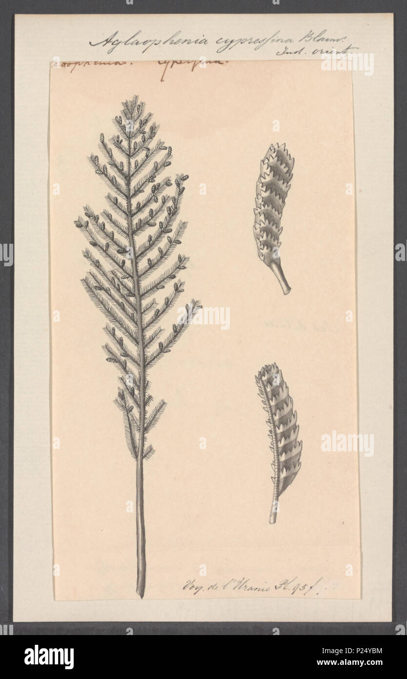 Aglaophenia cypressina hi-res stock photography and images - Alamy