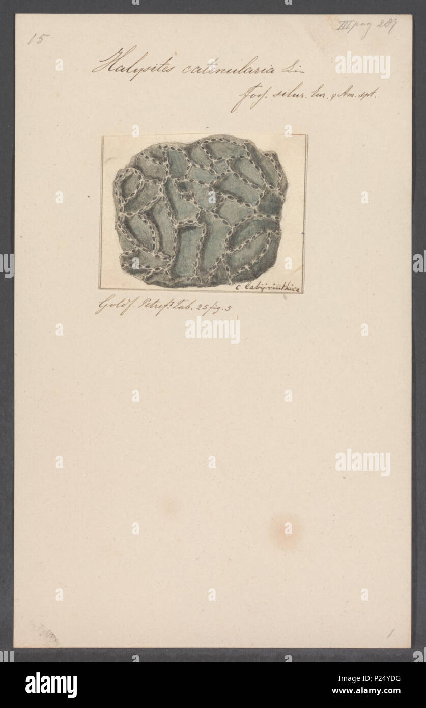 Halysites hi-res stock photography and images - Alamy