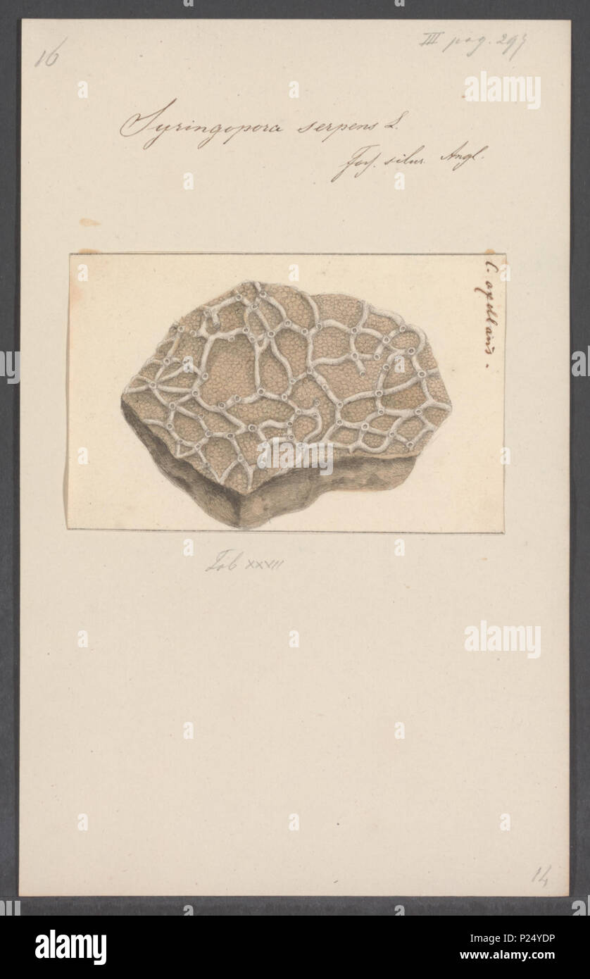Syringopora High Resolution Stock Photography and Images - Alamy