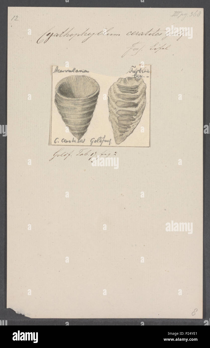 Cyathophyllum hi-res stock photography and images - Alamy