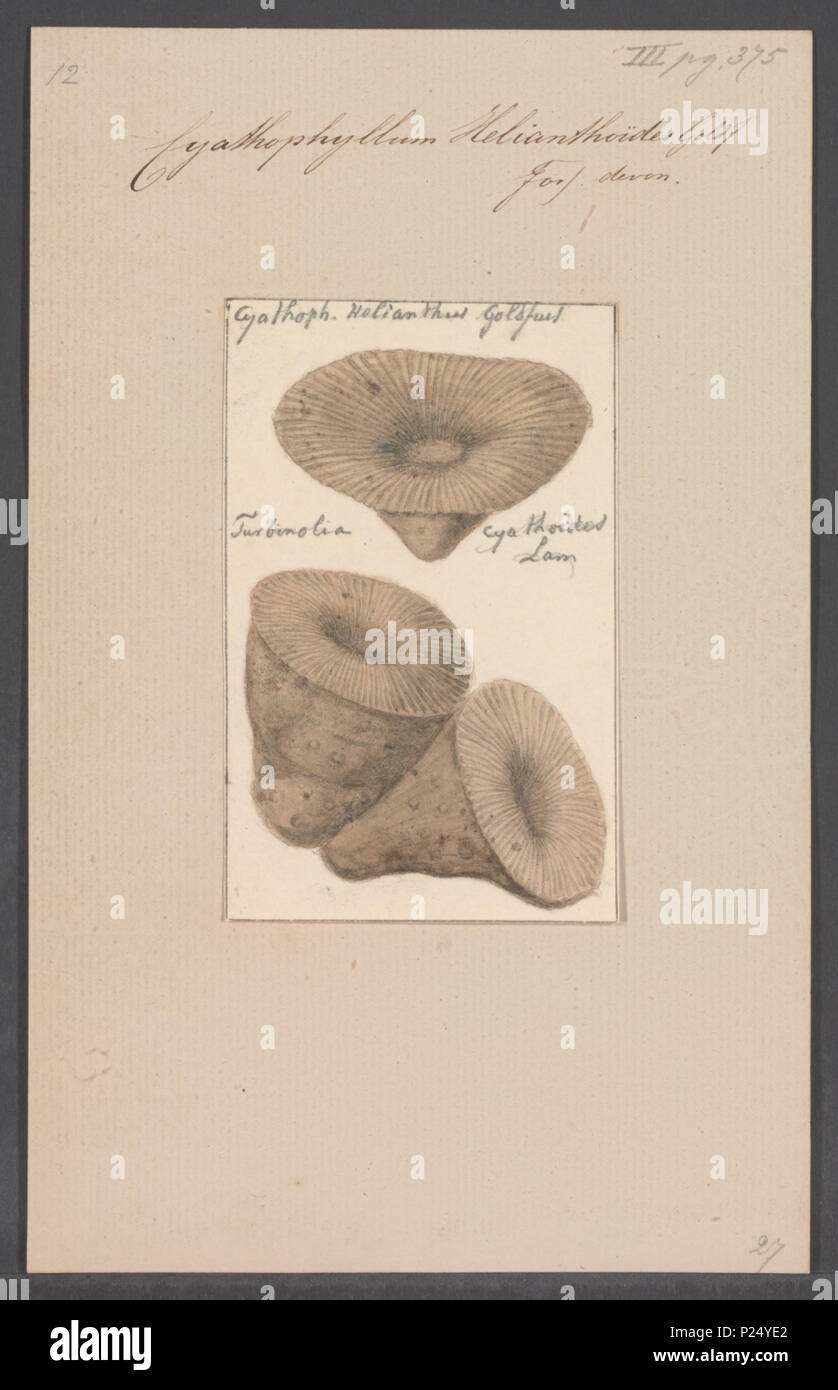 Cyathophyllum hi-res stock photography and images - Alamy