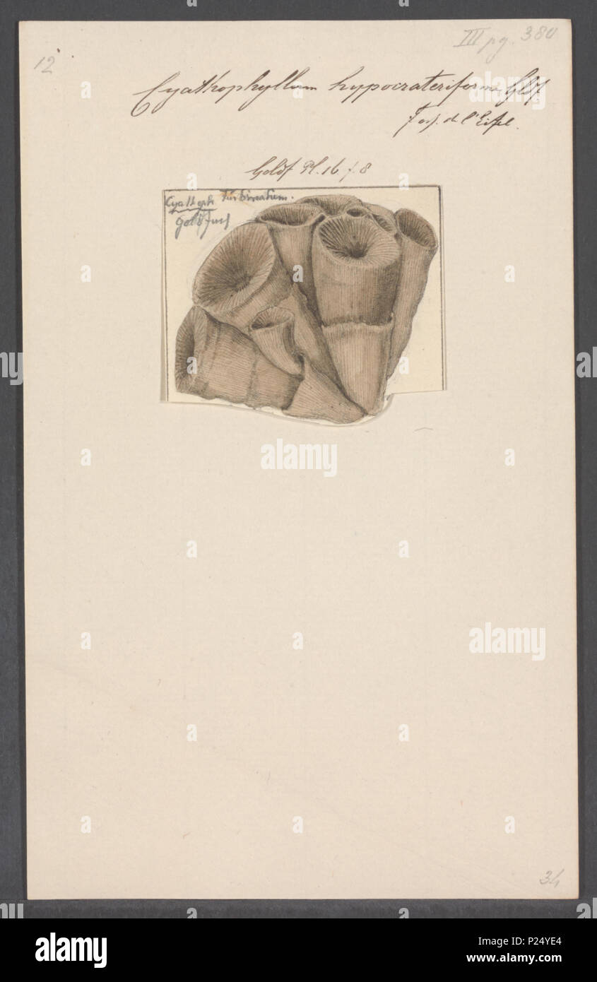 Cyathophyllum hi-res stock photography and images - Alamy